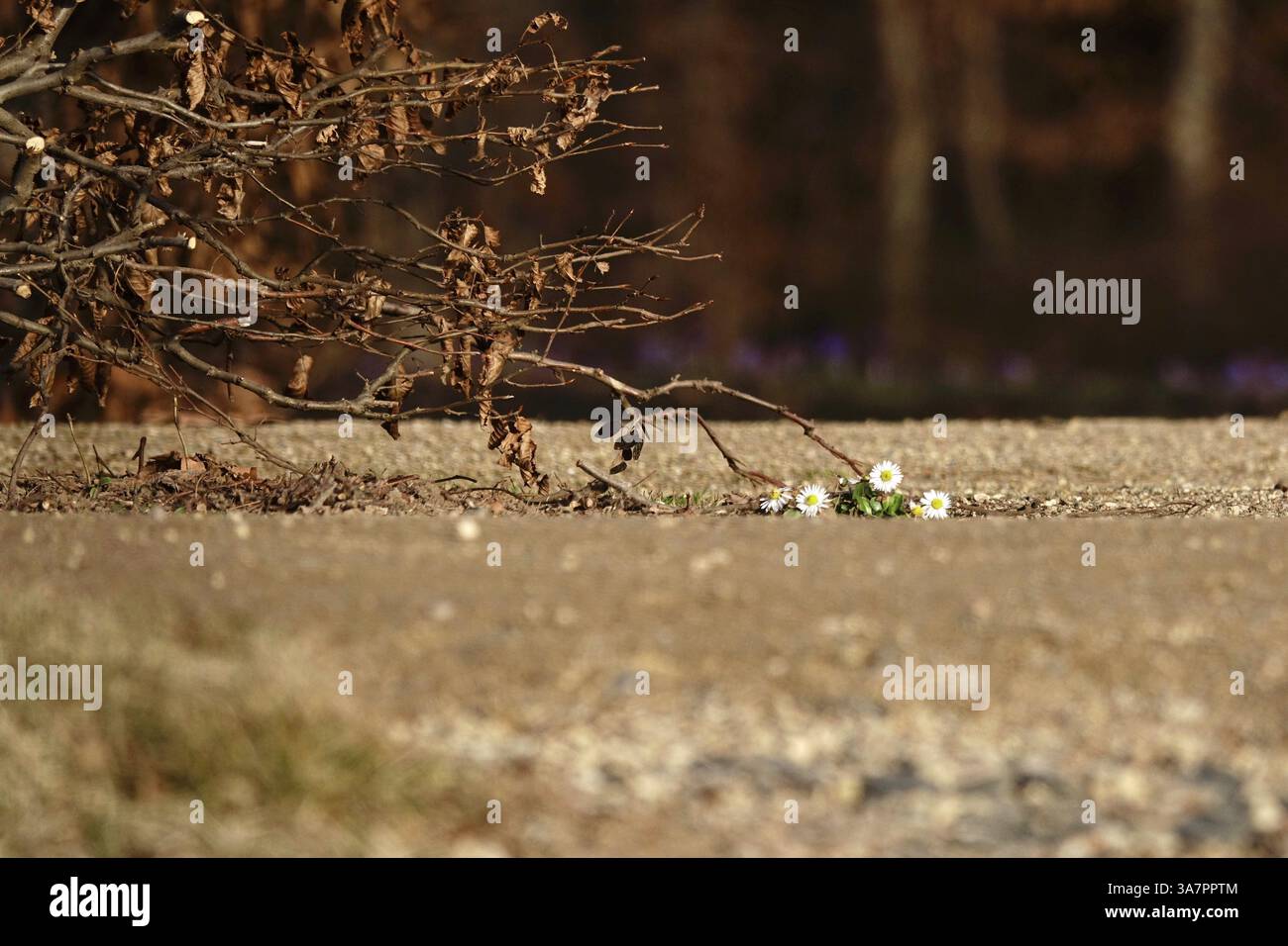First signs of early spring, Germany, Europe Stock Photo - Alamy