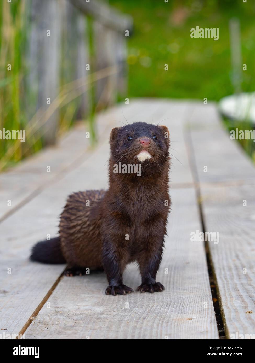 A mink stands on a fishing pier Stock Photo - Alamy