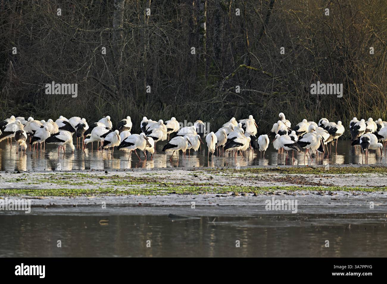 White storks (Ciconia ciconia), large flock roosting in shallow water ...
