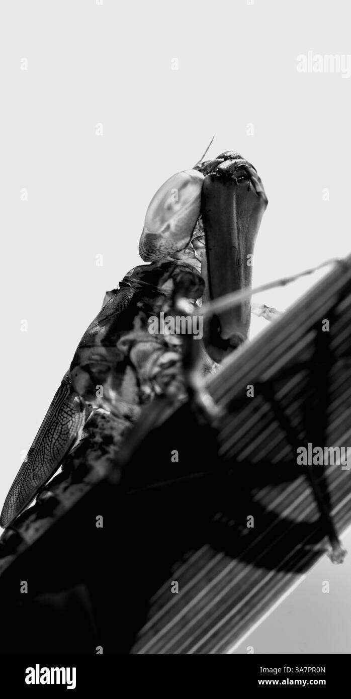 Alien Being (Dragonfly Stock Photo - Alamy