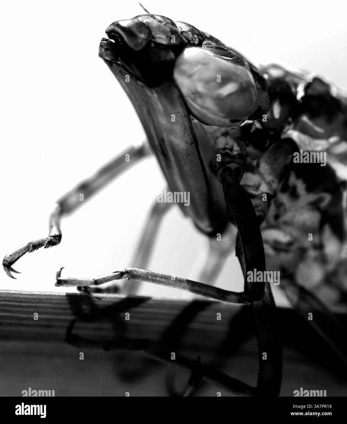 Alien Being (Dragonfly Stock Photo - Alamy