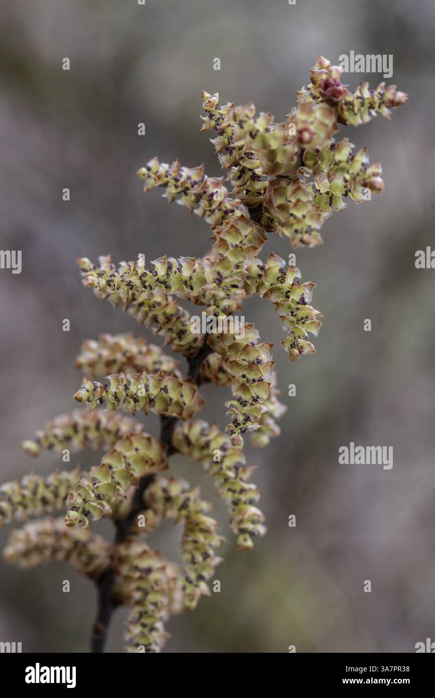 Gale bush (Myrica gale), flowers, province of Drenthe, Netherlands ...