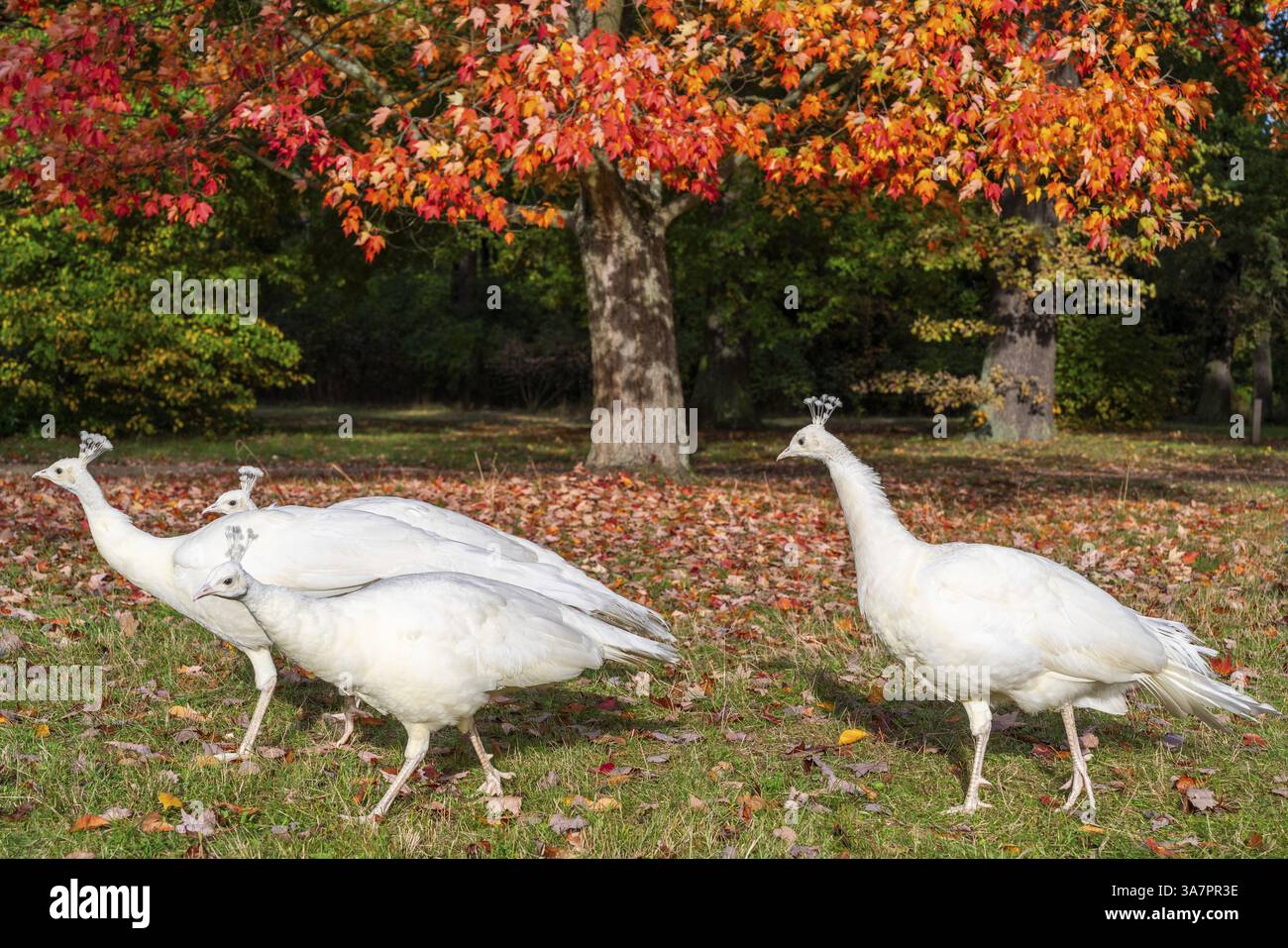 White peacocks, a mutation of the Indian peafowl (Scalloped ...