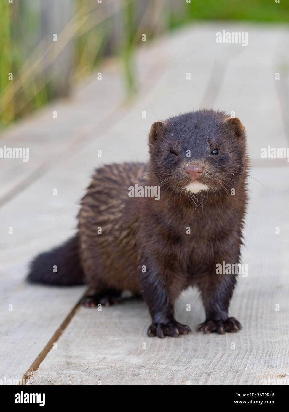 A mink stands on a fishing pier Stock Photo - Alamy