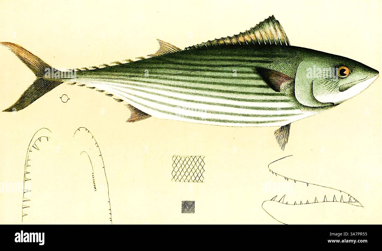 Frederick McCoy - Fish Illustration - Australian Bonito - Sarda ...