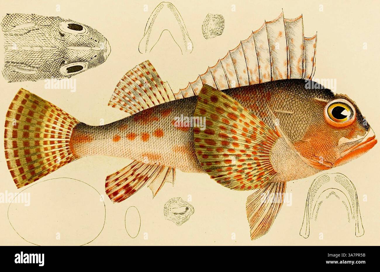 Frederick mccoy artwork hi-res stock photography and images - Alamy