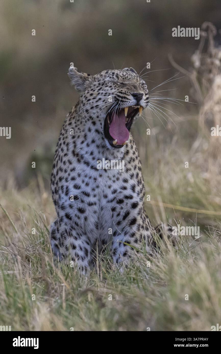 Leopard (Panthera pardus), female, yawning, Moremi Game Reserve ...
