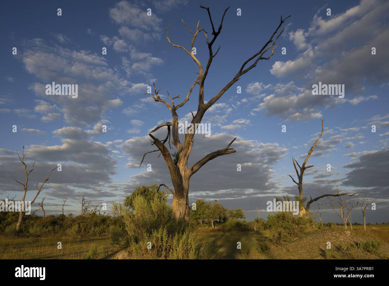 Dead trees with dramatic cloudy skies in the Moremi Game Reserve ...