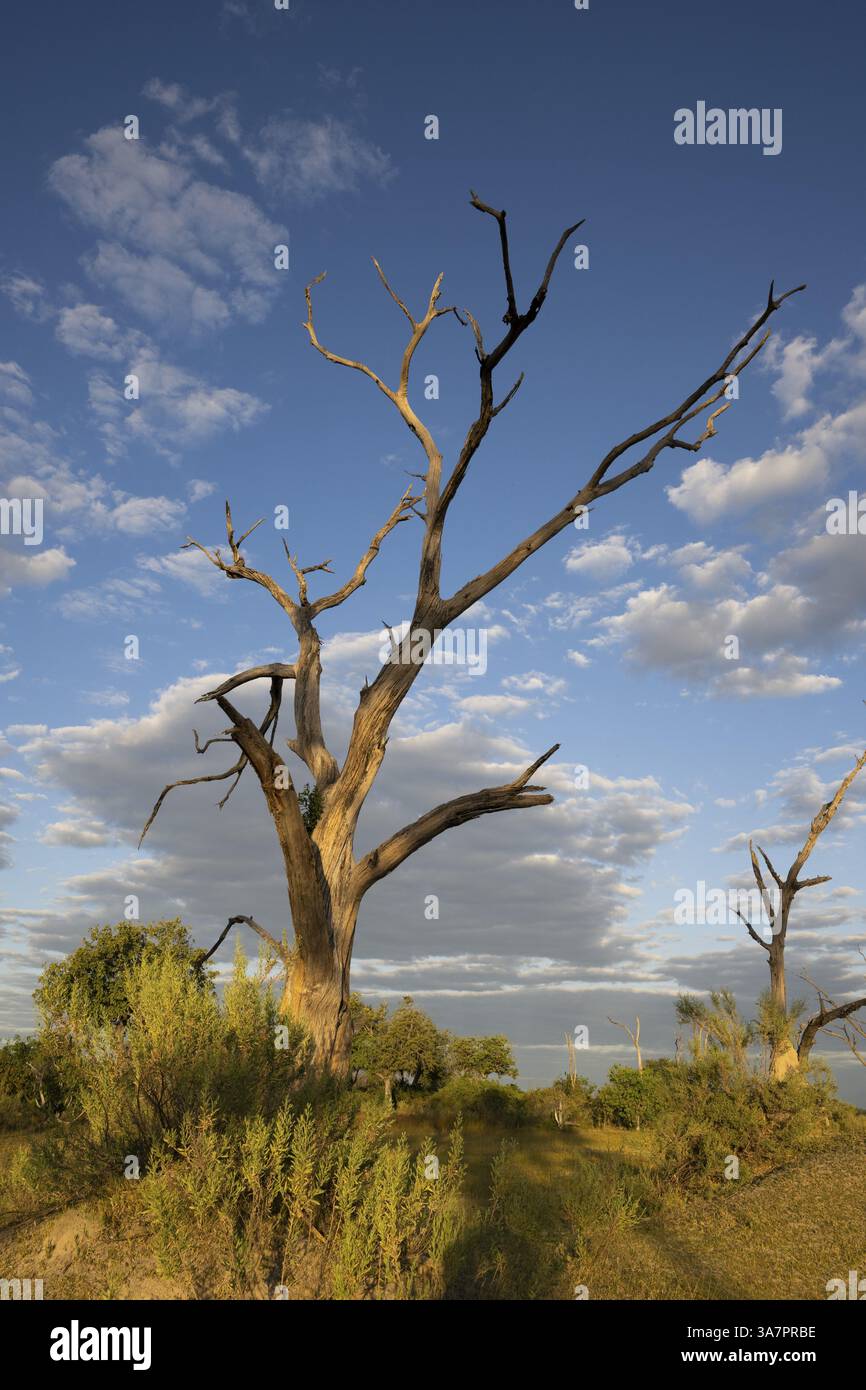 Dead trees with dramatic cloudy skies in the Moremi Game Reserve ...