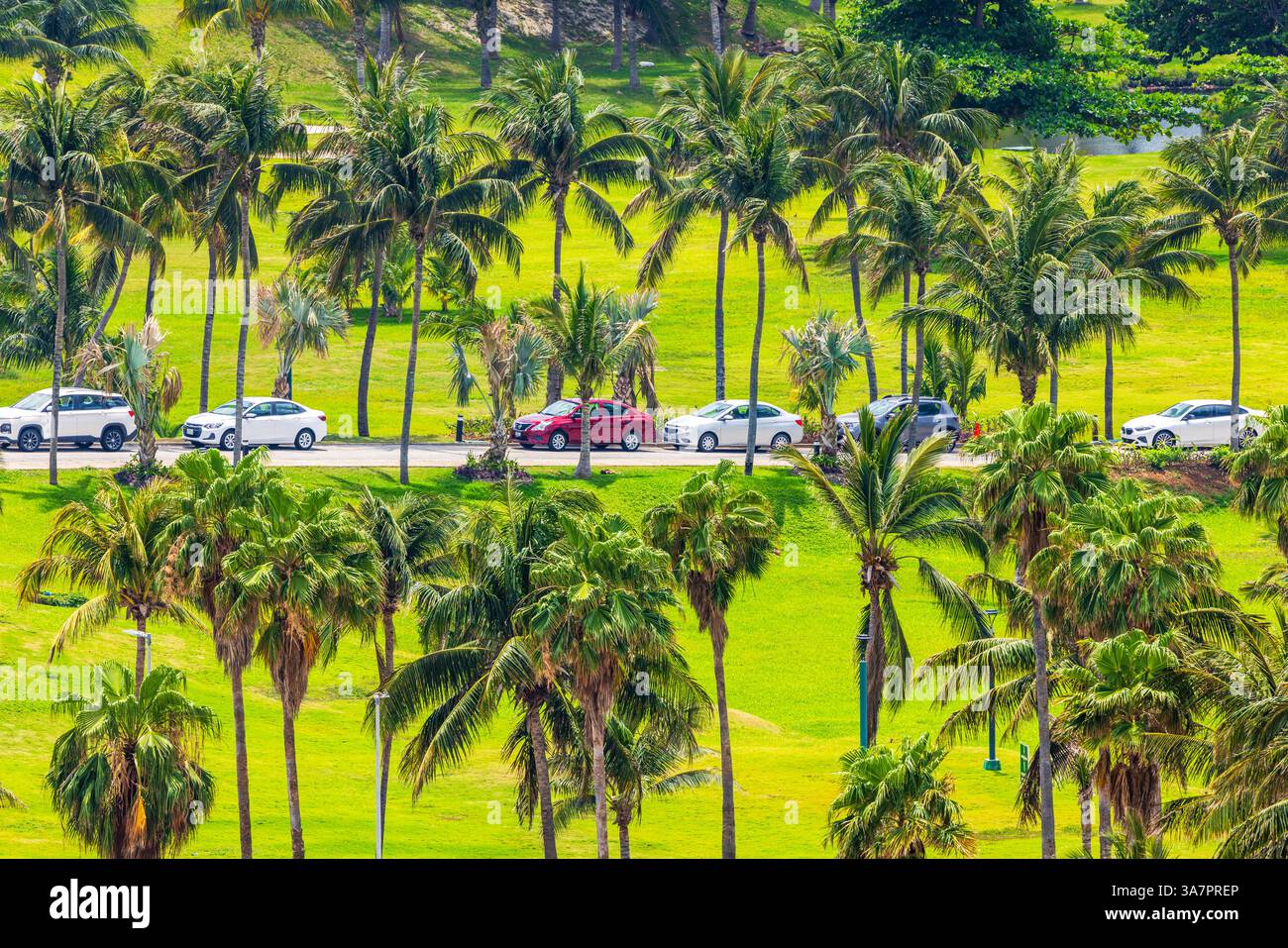 Line of cars parked on tropical roadside surrounded by bright green ...