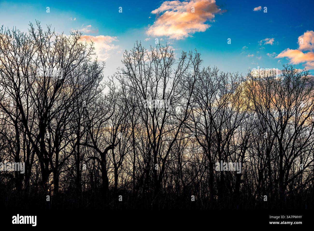 Golden Hour Glow: Sunset Through the Trees Against a Blue Sky Stock Photo - Alamy