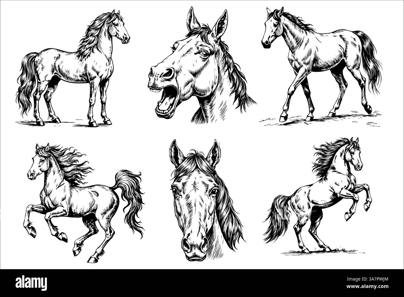 Set of vintage horse sketches with various poses and head angles Stock ...