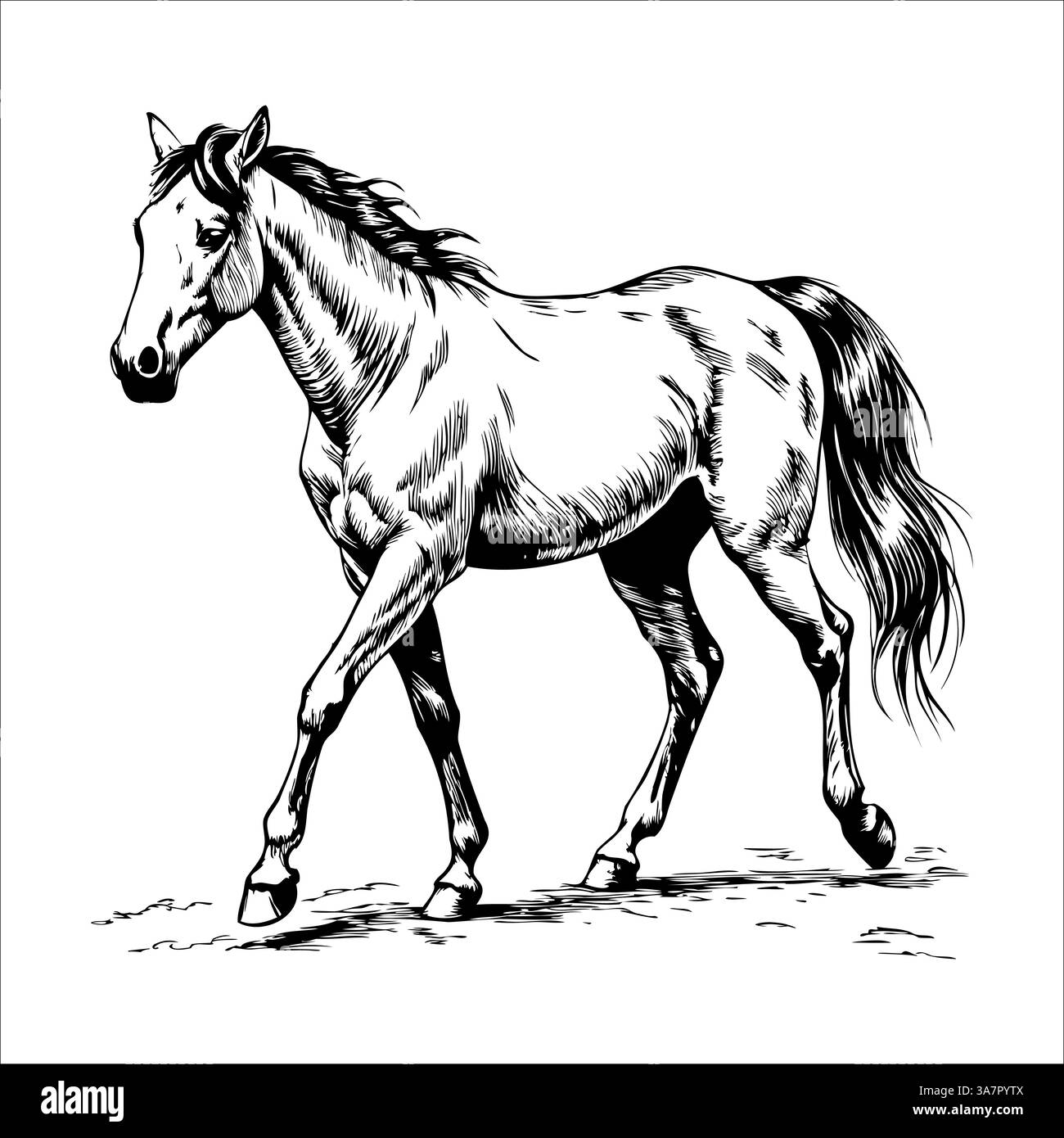 Horse anatomy drawing hi-res stock photography and images - Alamy