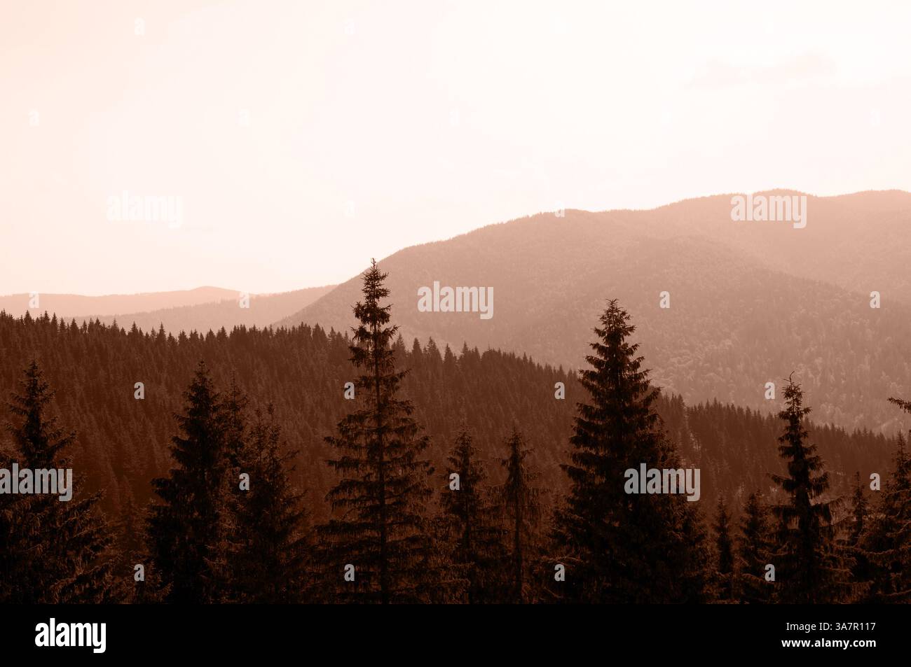 Christmas Tree Forest in Fog in Mountains in Color of Year 2025 Mocha ...