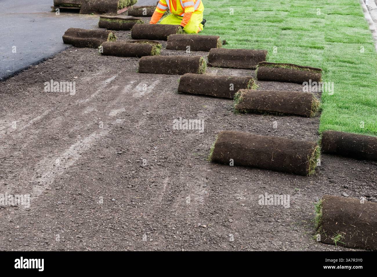 Installation of sod on city street public work project Stock Photo - Alamy
