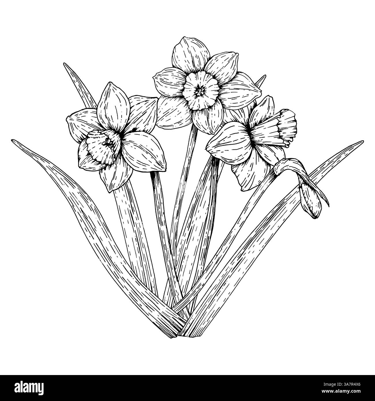 A hand drawn illustration of a blooming daffodil bouquet with long ...