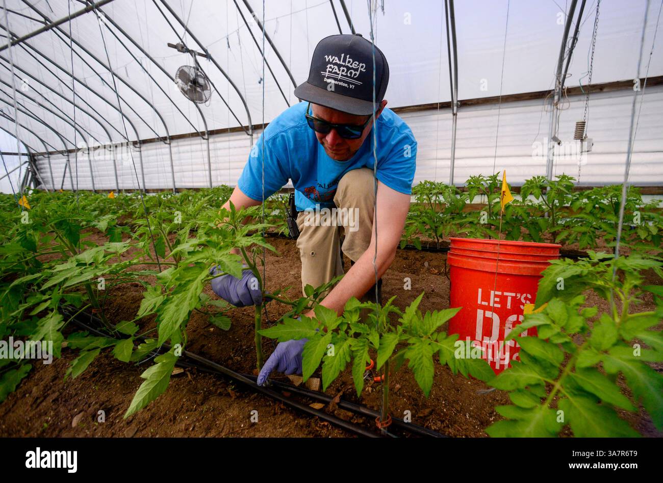Dustin Manix, co-owner of Walker Farm in Dummerston, Vt., trims some of ...