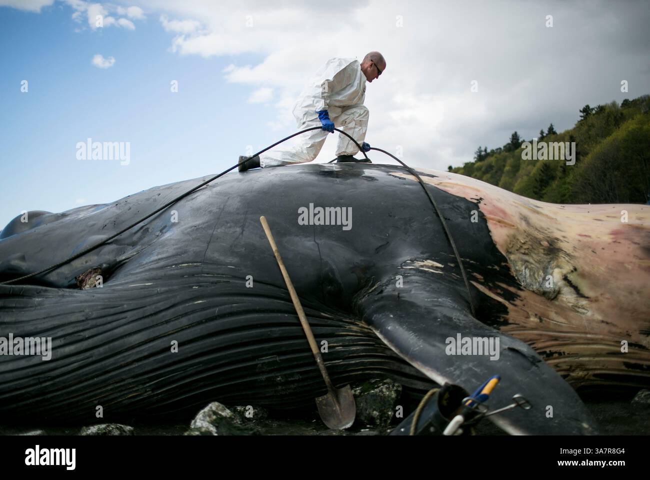 Apr 16, 2013 - Burien, Washington, U.S. - Crews from Global Diving and ...
