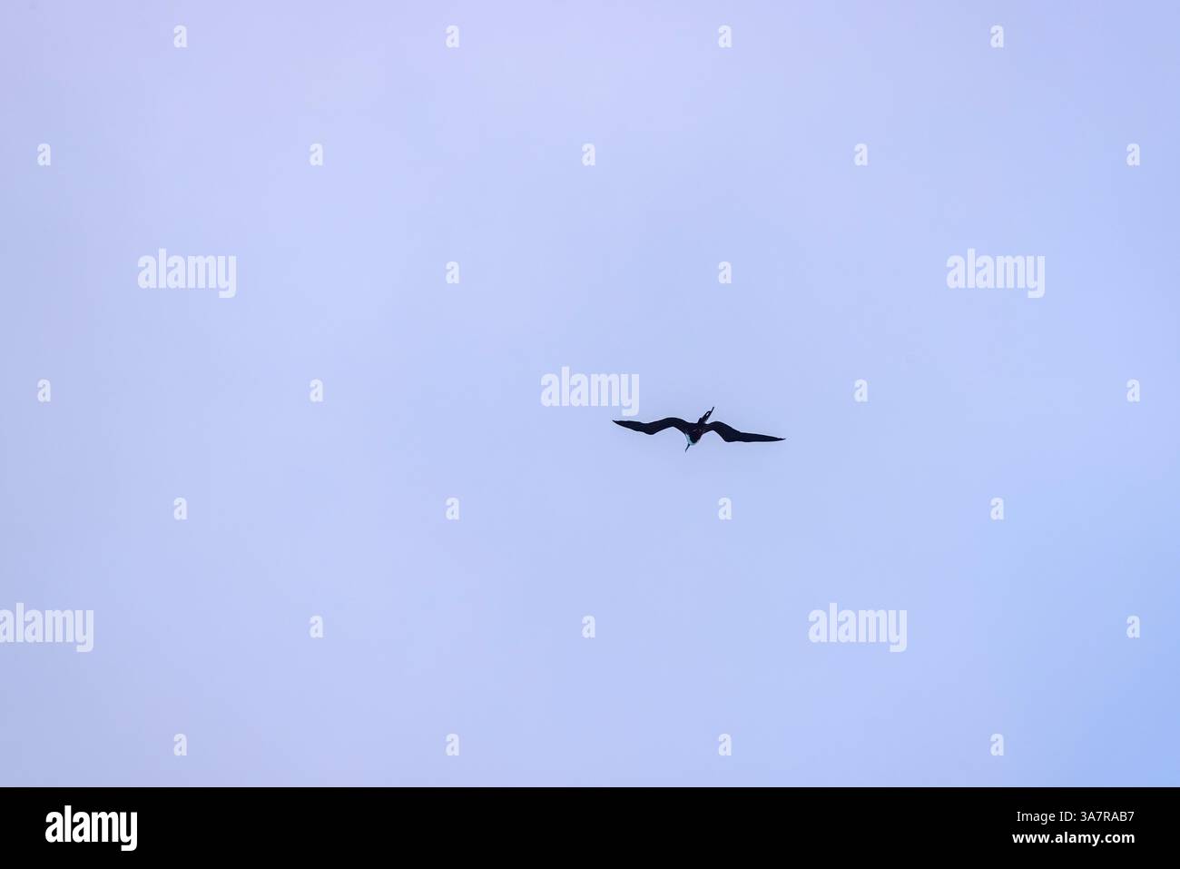 Magnificent frigatebird flying in cloudy sky over Caribbean Sea with ...