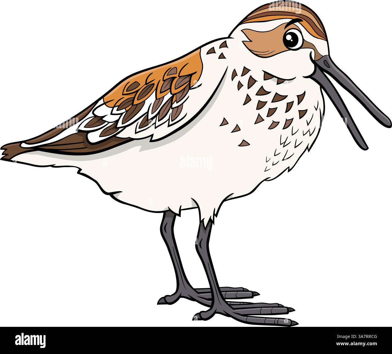Cartoon illustration of funny western sandpiper bird wild animal ...