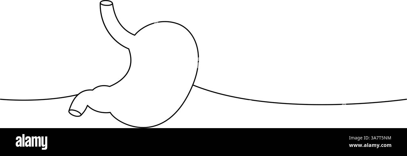 Stomach one line continuous drawing. Human internal organ continuous ...