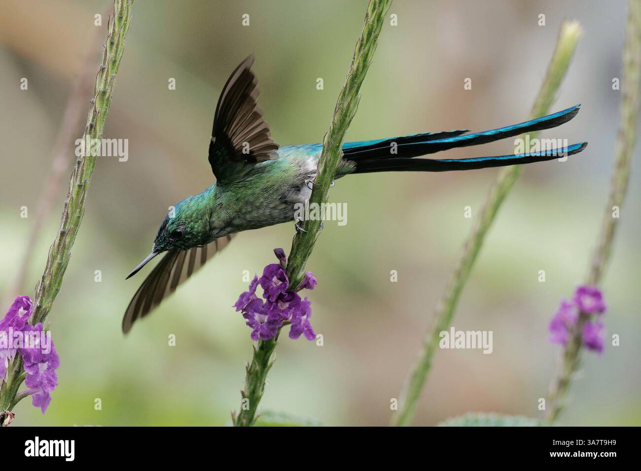 Long tailed hummingbird hi-res stock photography and images - Alamy