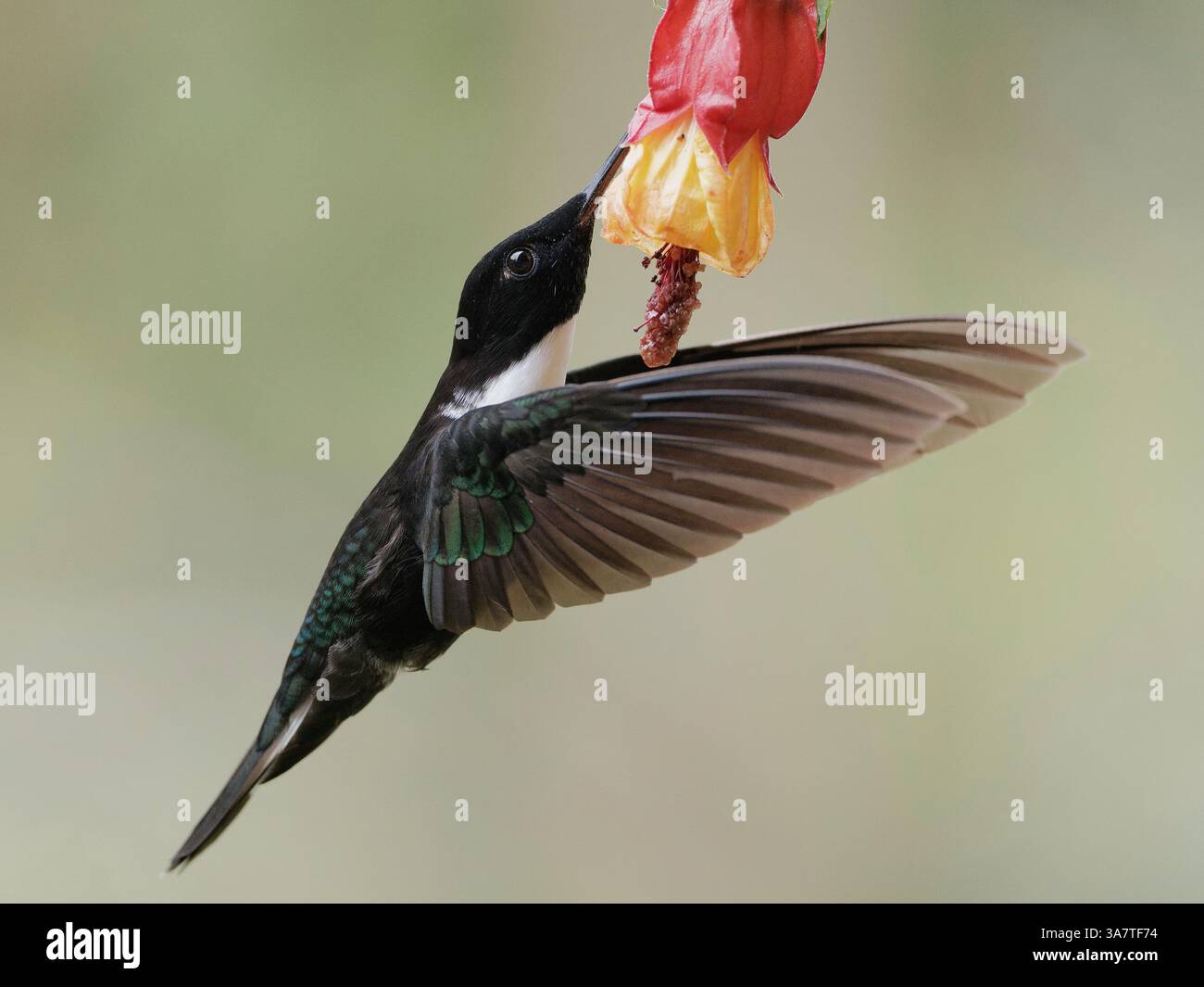 Collared inca hummingbird hi-res stock photography and images - Alamy
