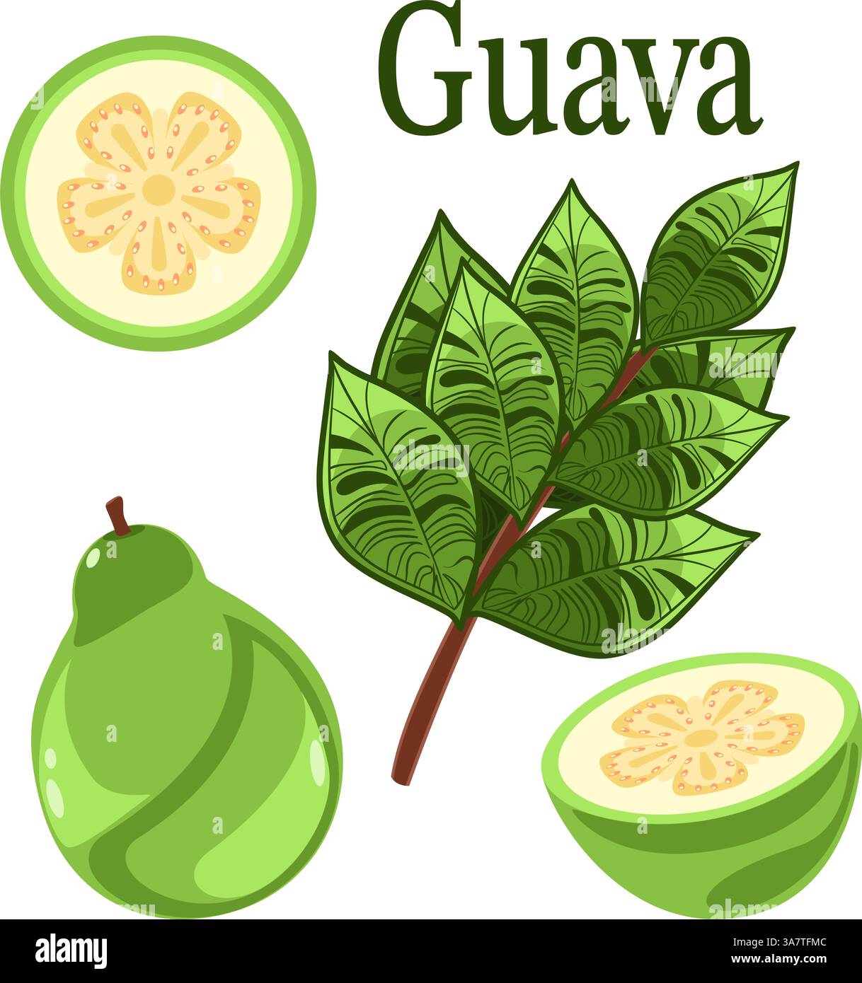 Guava plant with fruits and leaves botanical vector illustration Stock ...