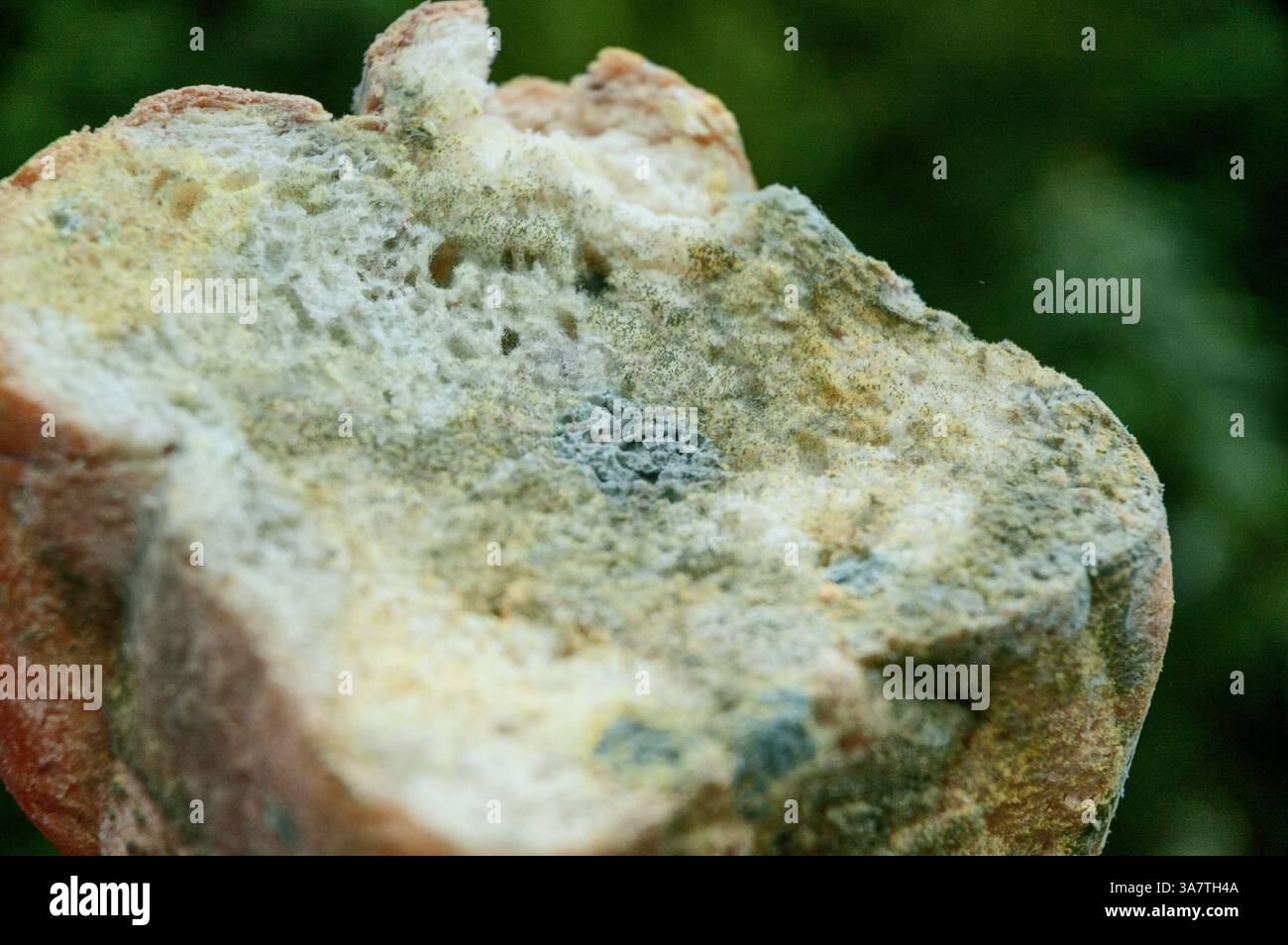 A mouldy uncut loaf of bread Stock Photo - Alamy