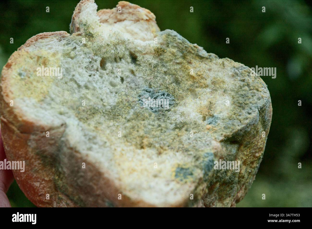 A mouldy uncut loaf of bread Stock Photo - Alamy