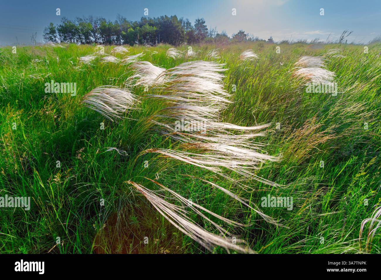 Feather grass in wind at sunset in the green field Stock Photo - Alamy