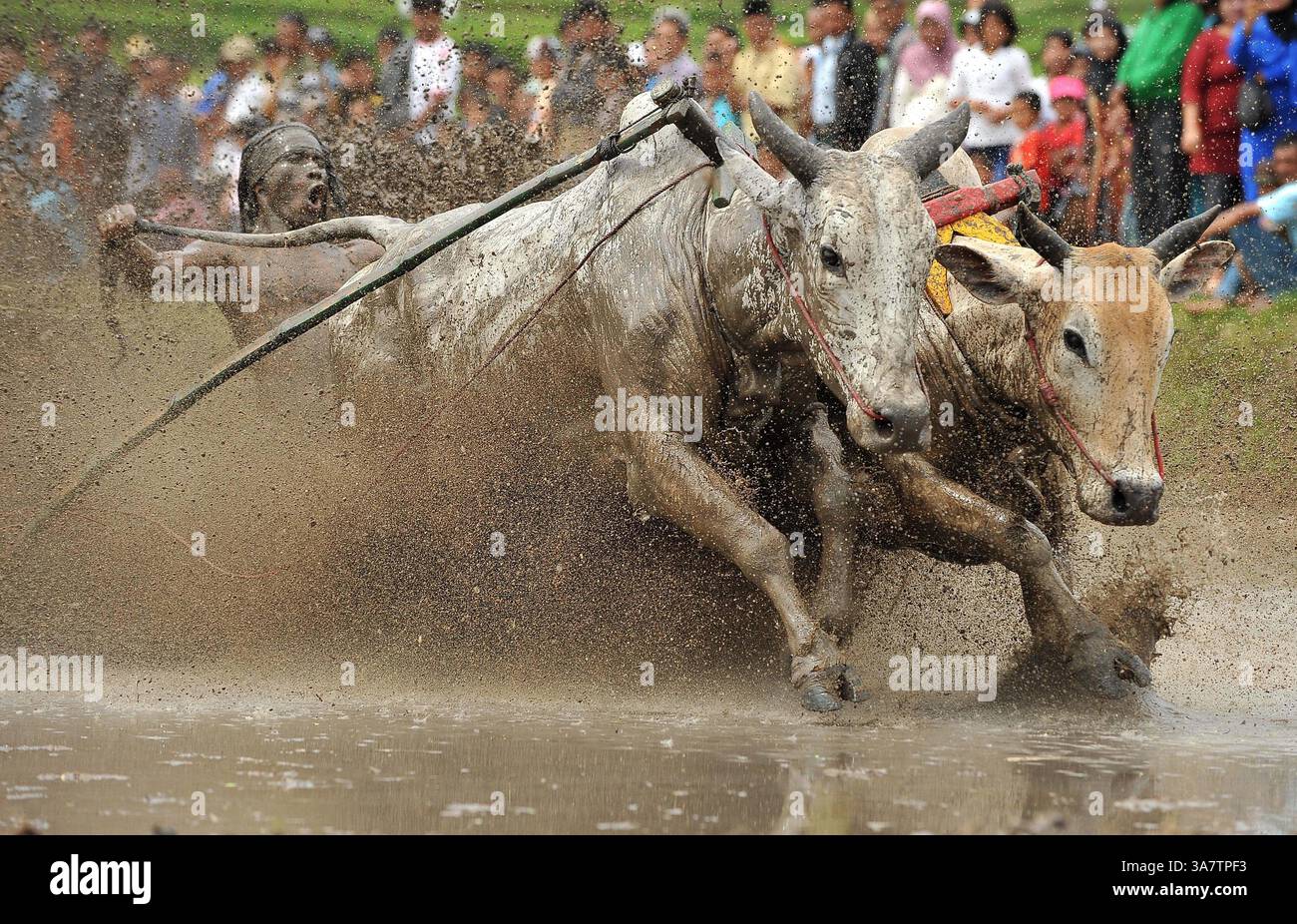Jan. 12, 2013 - Tanah Datar, West Sumatra, Indonesia - Tanah Datar ...