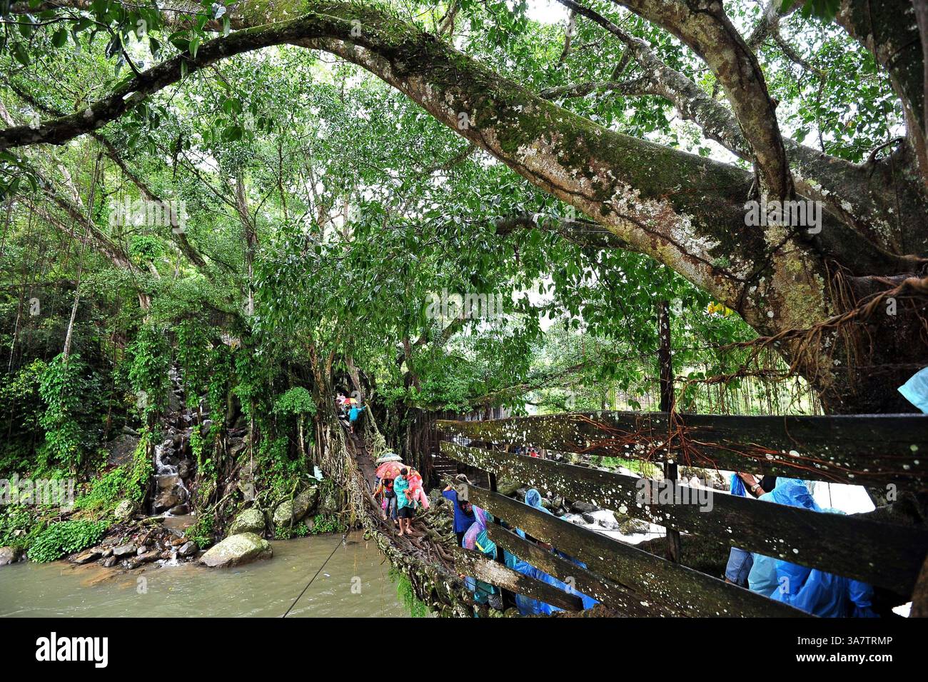 Jembatan akar hi-res stock photography and images - Alamy