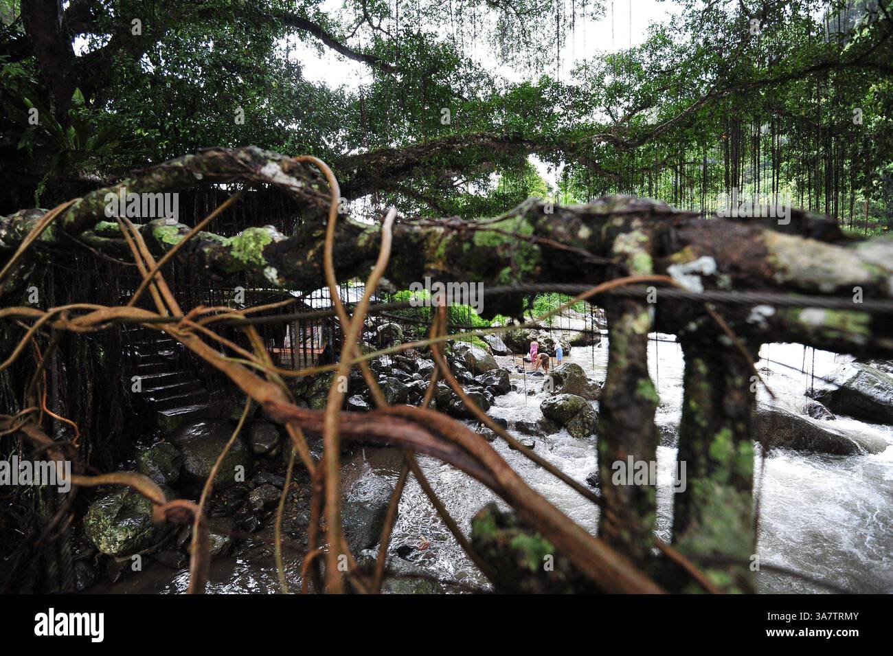 Jembatan akar hi-res stock photography and images - Alamy