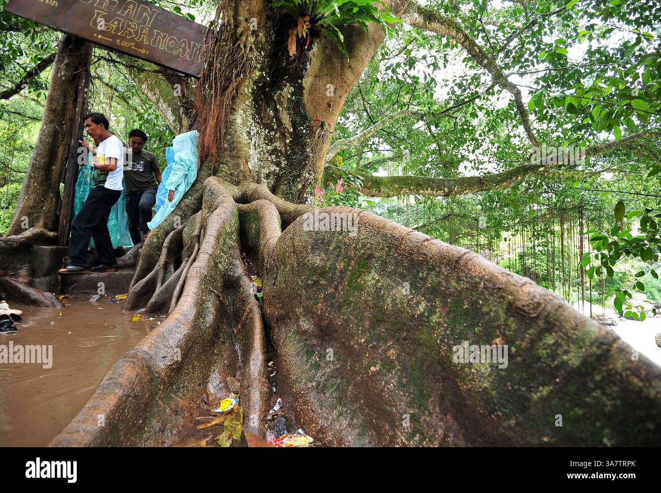 Jembatan akar hi-res stock photography and images - Alamy