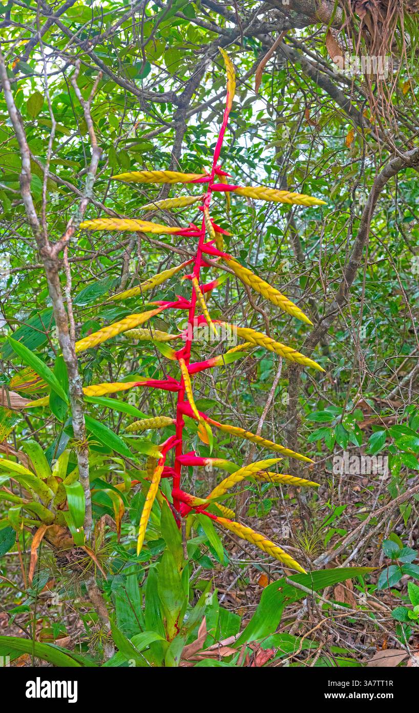 Colorful Plants in High Altitude Rain Forest in Amboro National Park in ...