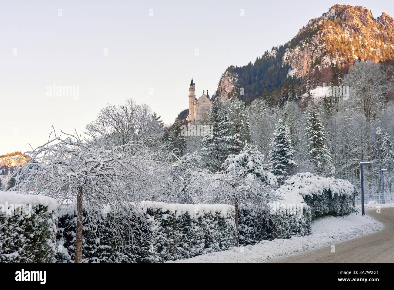 Neuschwanstein Castle in Snowy Winter Forest with Gothic and ...