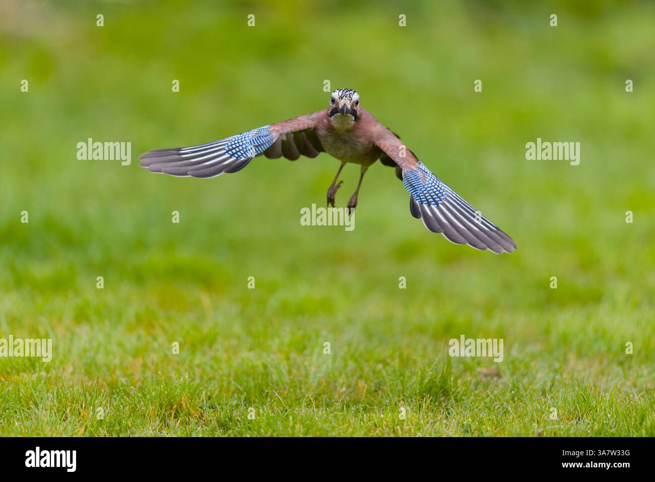 Eurasian jay flying hi-res stock photography and images - Alamy