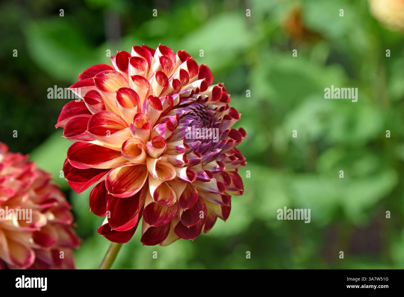 Pretty flowers Dahlia Jowey Joshua Ball blossom in the gatden Stock ...