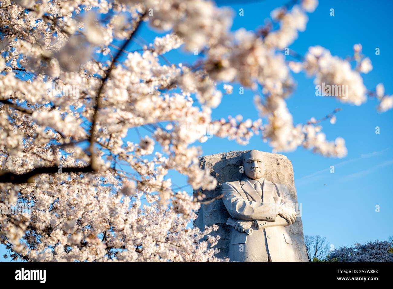 Cherry blossoms washington dc 2025 hi-res stock photography and images ...