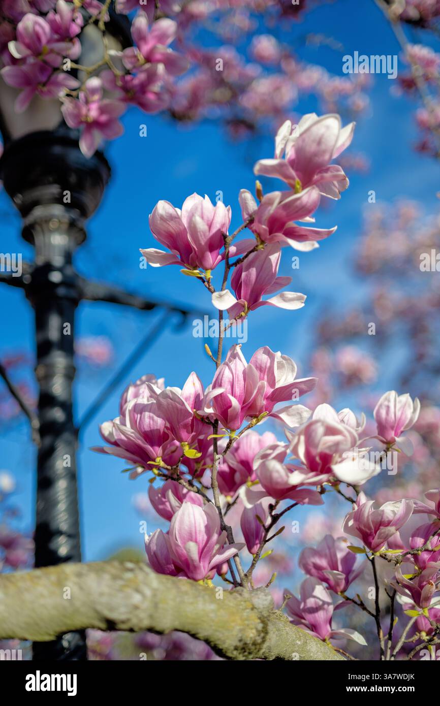 WASHINGTON DC, United States — Saucer magnolias (Magnolia × soulangeana ...