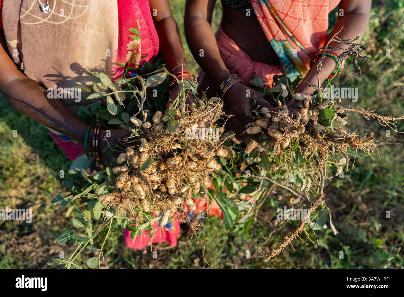 Close up top view cropped photo of the hands of two Indian women ...