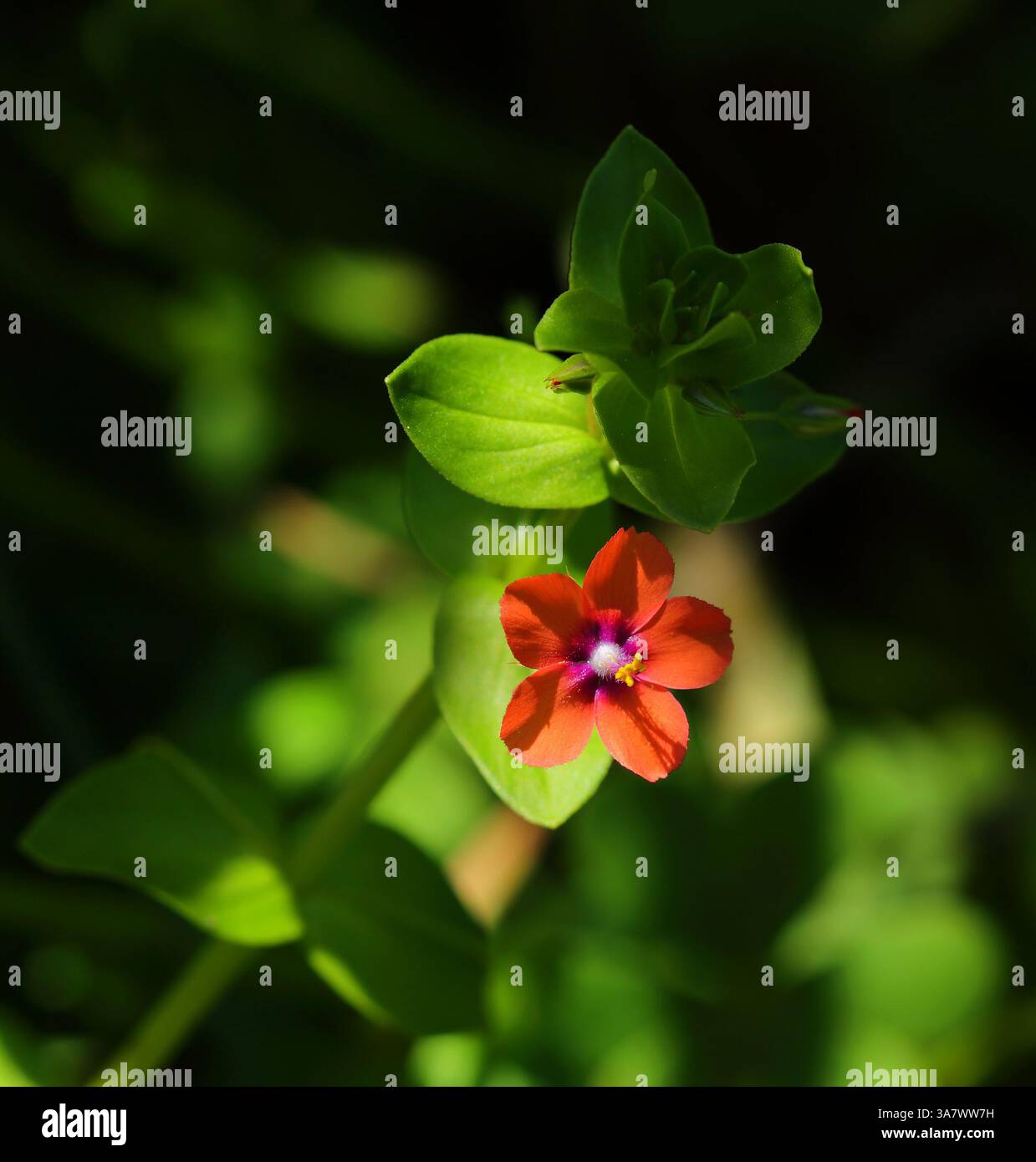 Scarlet Pimpernel - Lysimachia arvensis syn Anagallis arvensis ...