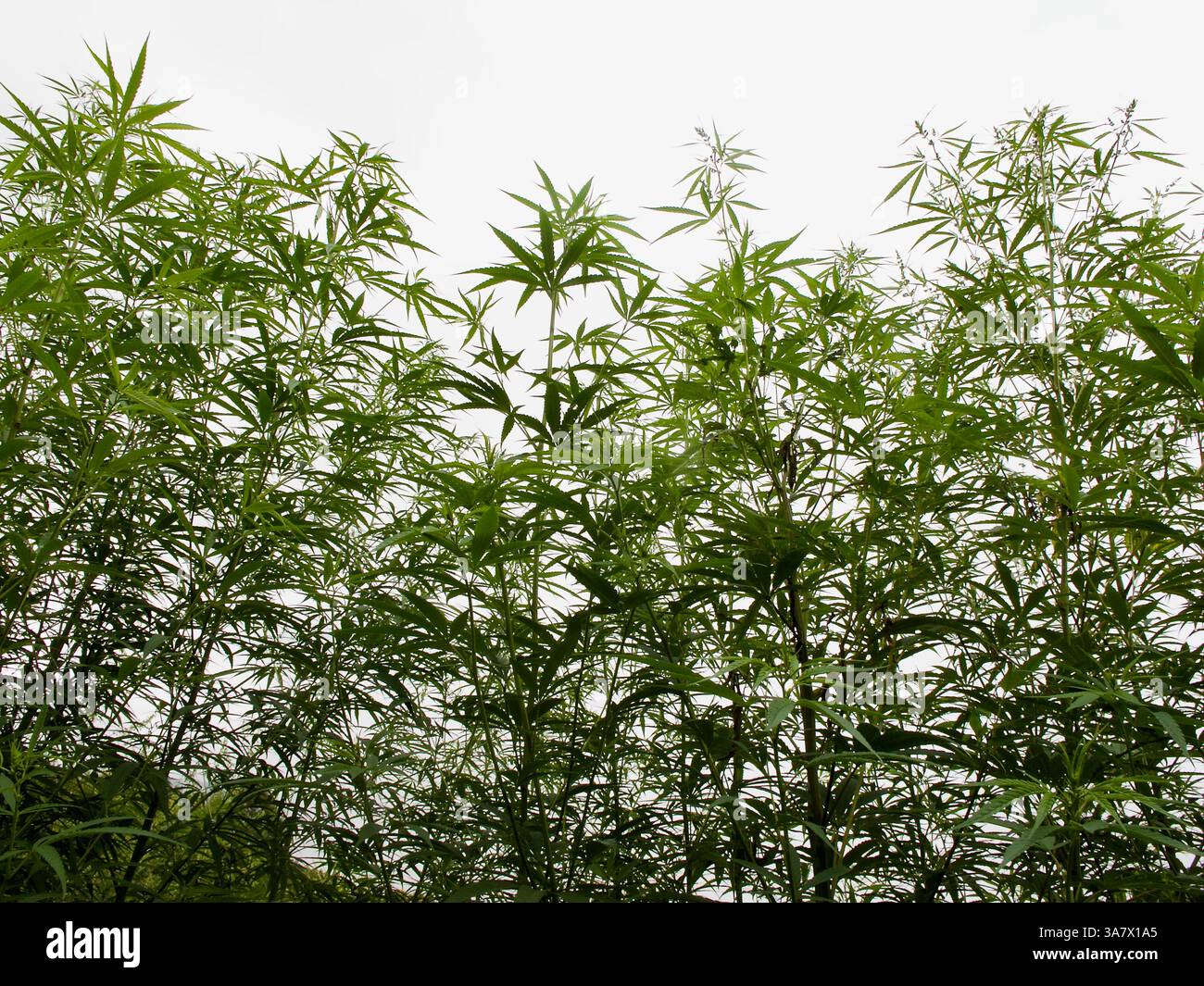 Hemp sky backdrop hi-res stock photography and images - Alamy
