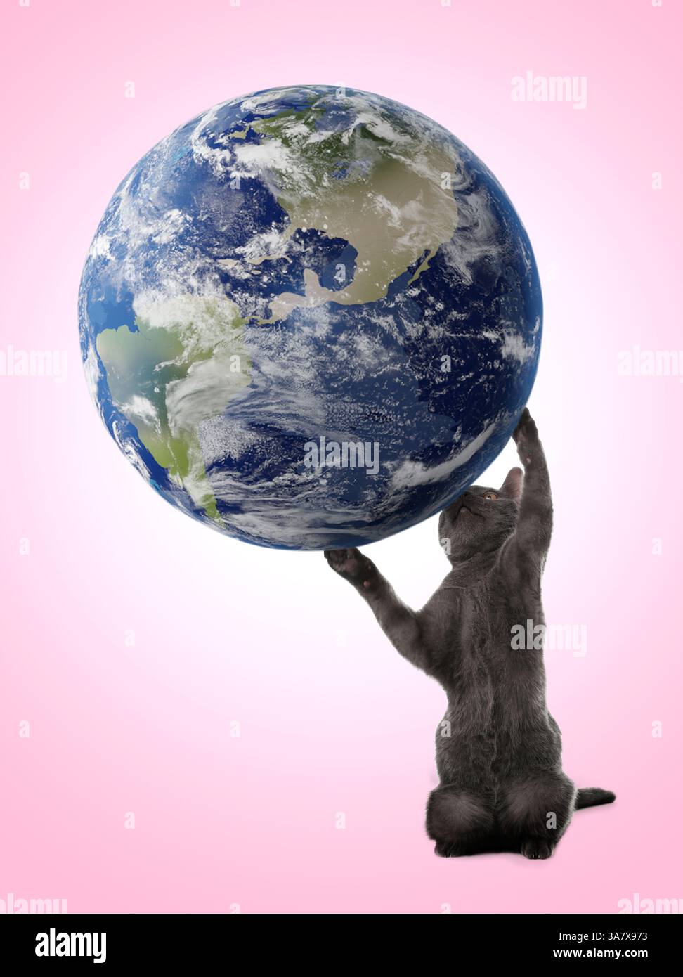 International cat day. Cute cat playing with earth globe on pink ...
