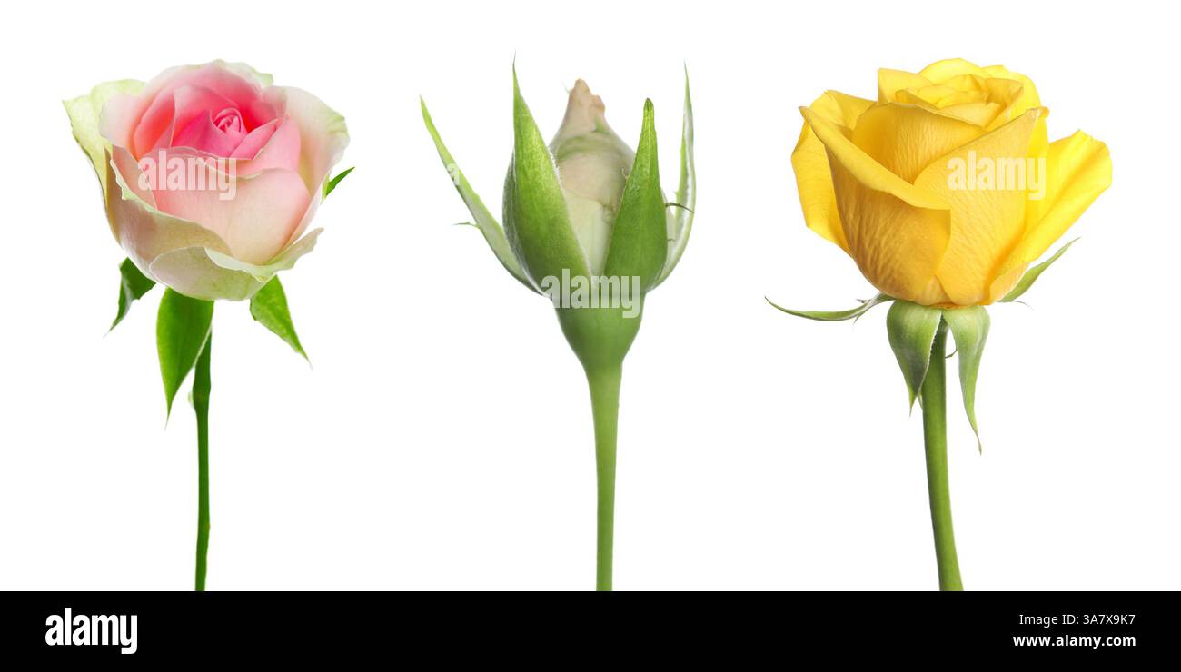 Beautiful rose flowers on white background, collage Stock Photo - Alamy