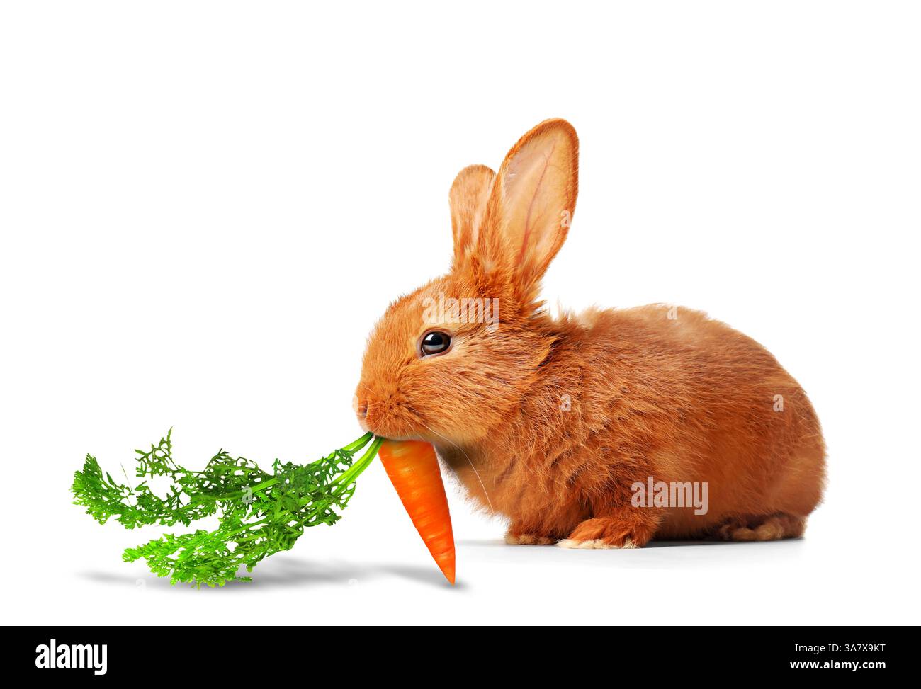 Cute rabbit eating carrot on white background Stock Photo - Alamy