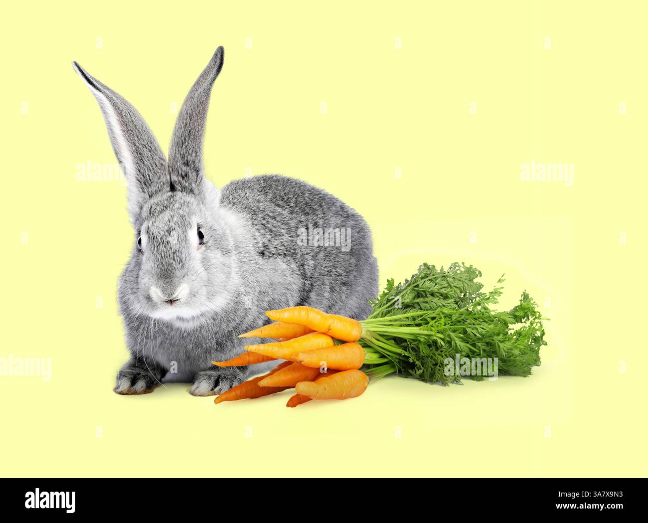 Cute grey rabbit and carrots on pale yellow background Stock Photo - Alamy