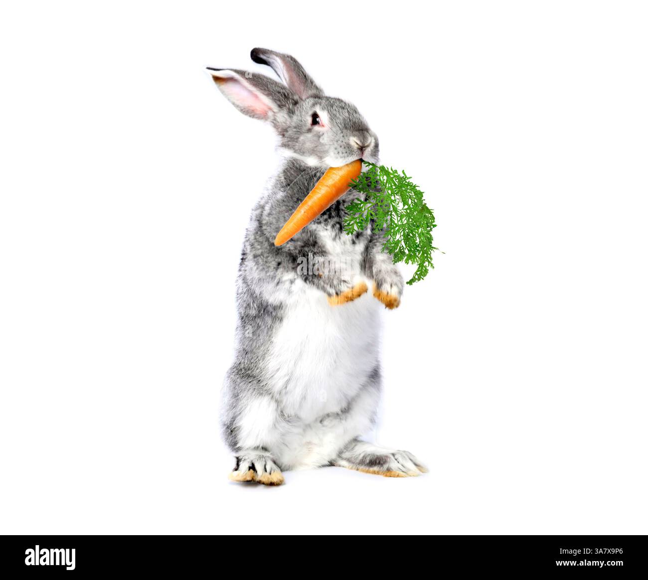 Zoo vegetable Cut Out Stock Images & Pictures - Alamy