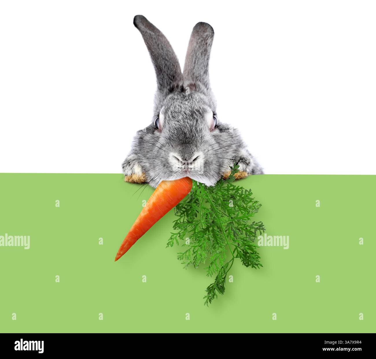 Cute grey rabbit with carrot peeking out of green banner on white ...